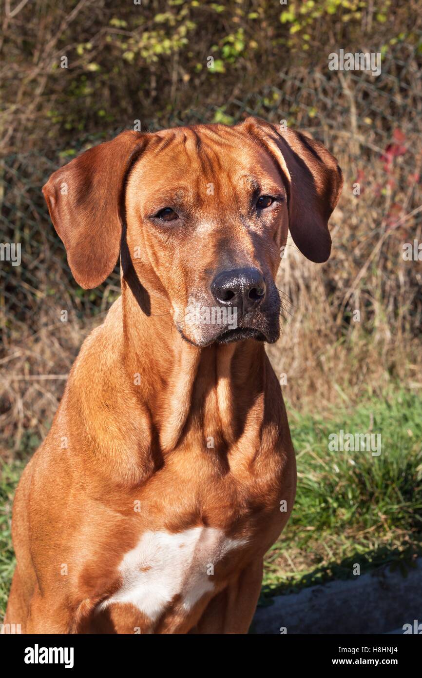 Sad dog eyes. Rhodesian ridgeback portrait. Beautiful Rhodesian ...