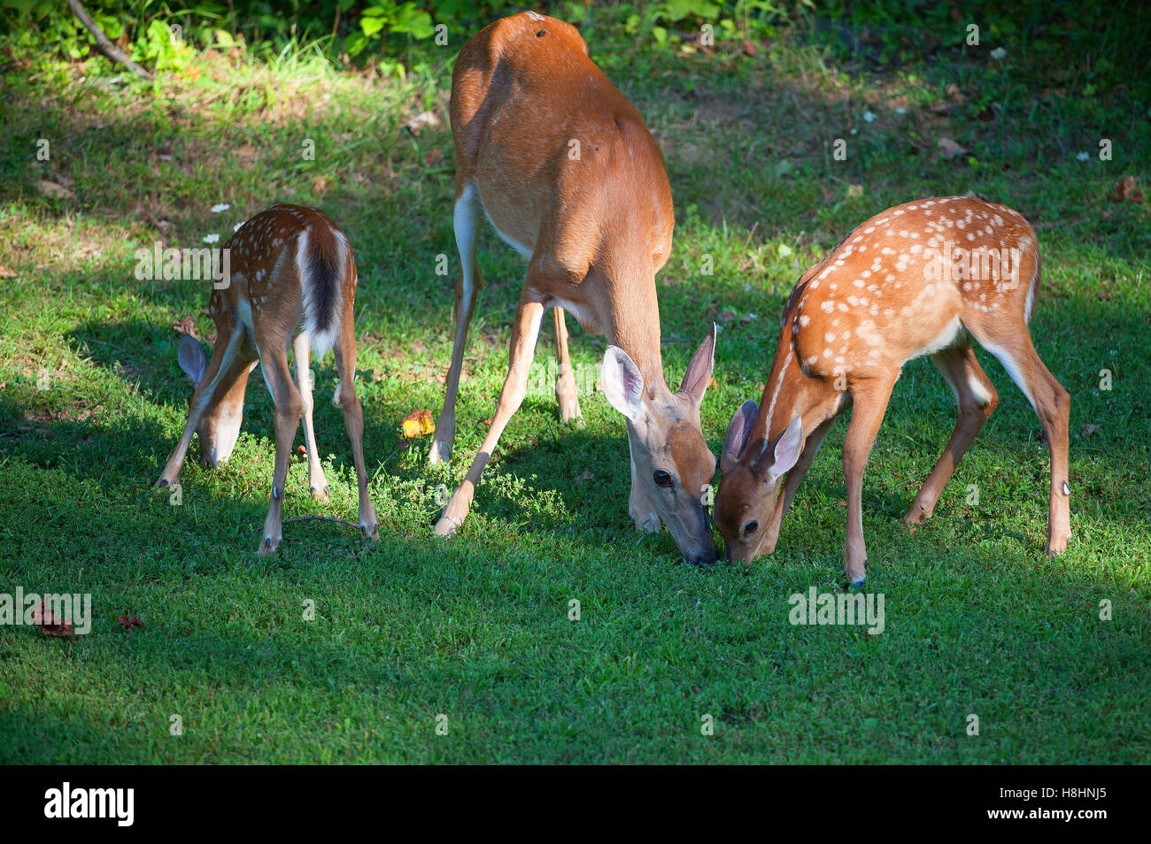 Whitetailed fawns hi-res stock photography and images - Alamy