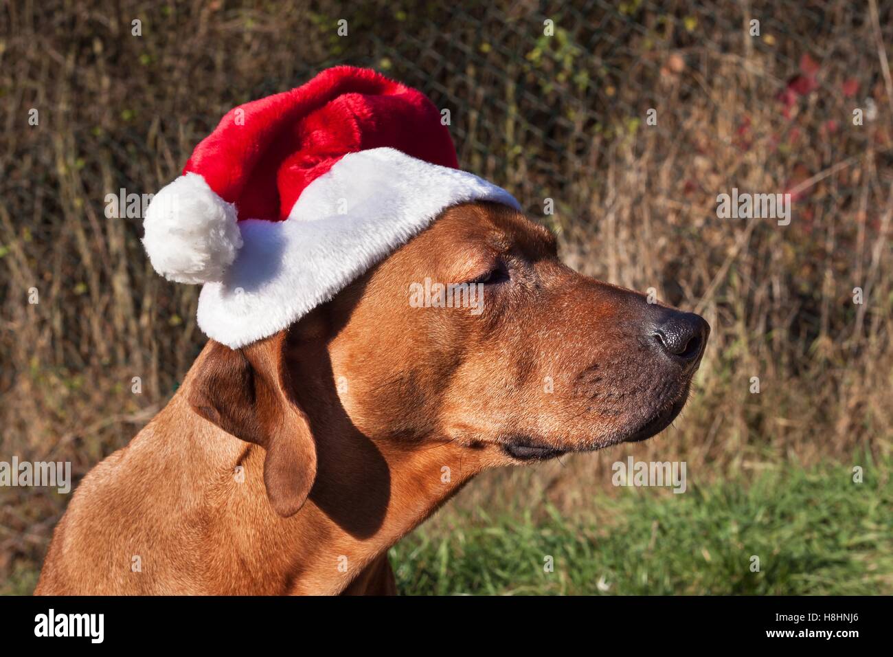 Christmas dog. Sad dog eyes. Rhodesian ridgeback portrait. Looking into ...