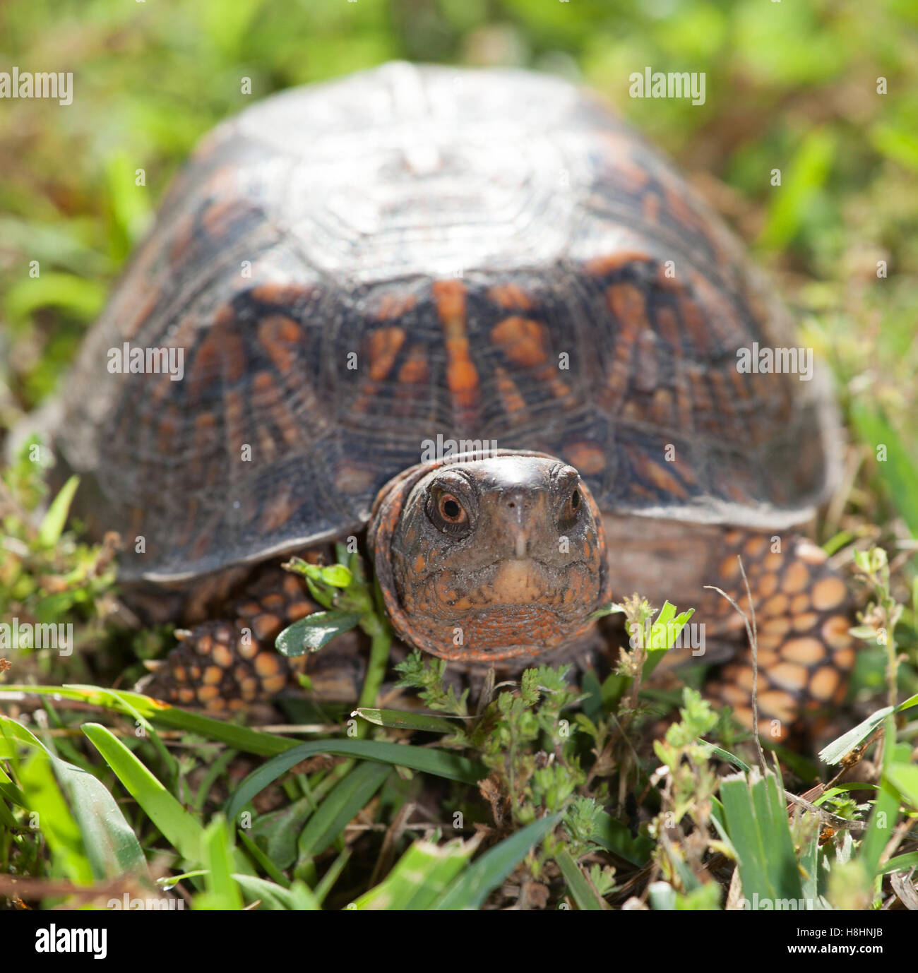 Turtle looking at the camera with a grumpy look on its face Stock Photo ...
