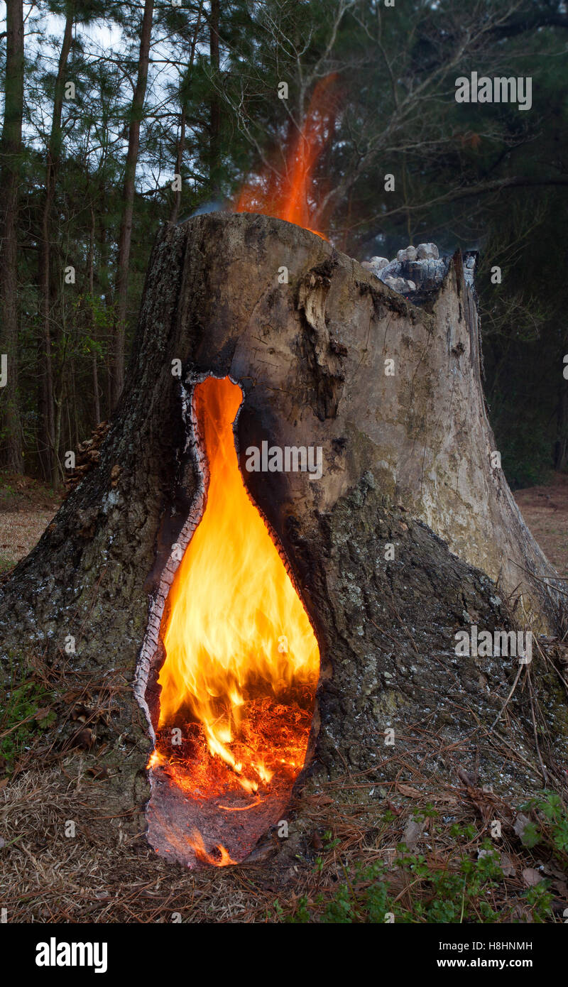 Hollow pine tree stump that has flames inside Stock Photo - Alamy
