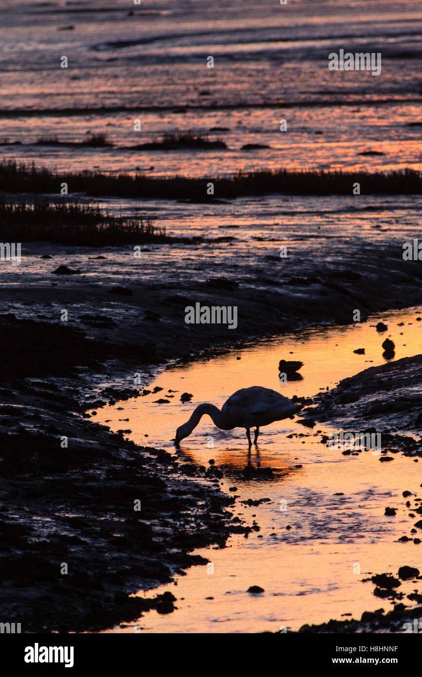 Swan at sunset Stock Photo - Alamy