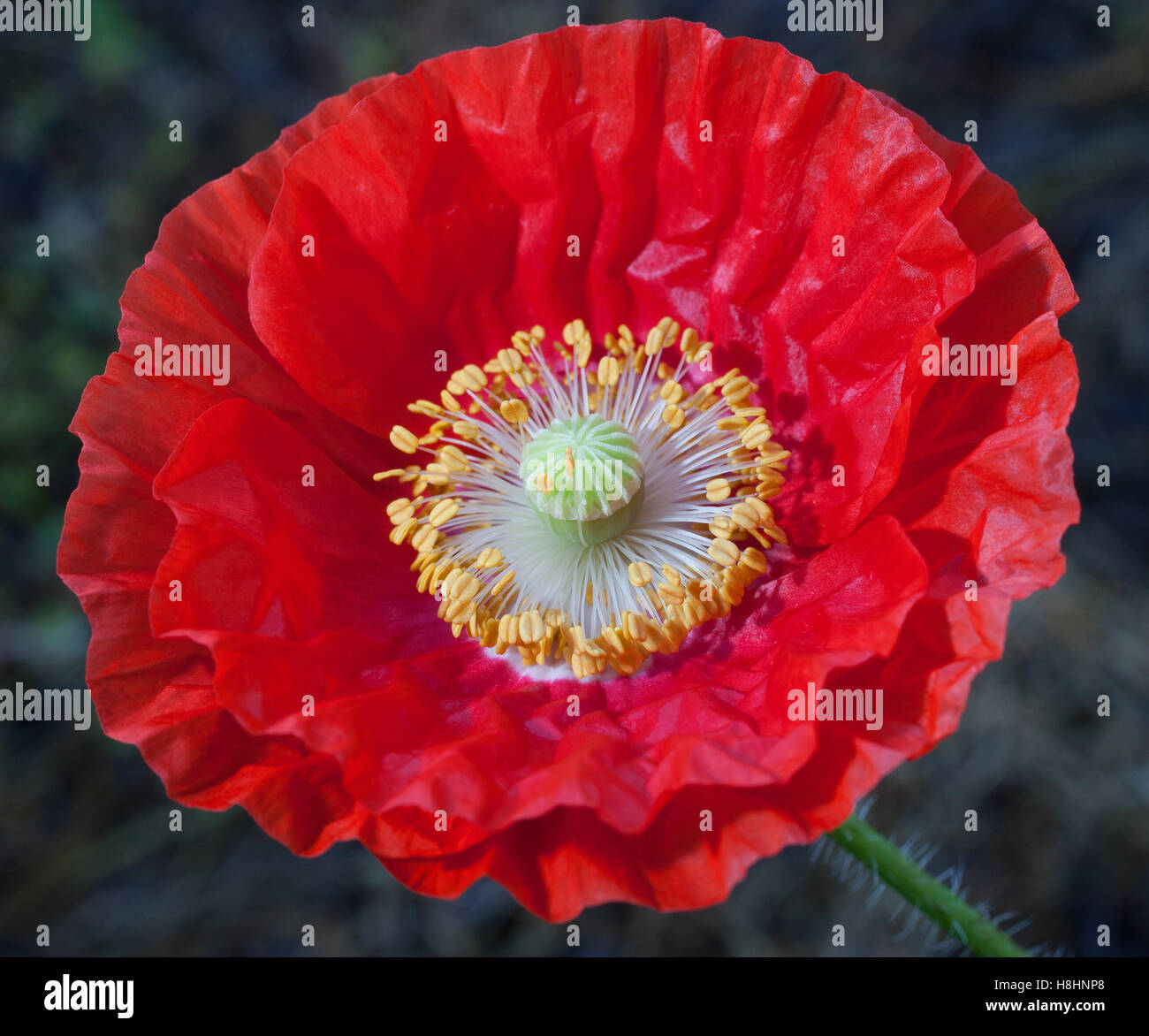 Huge flower on a wild poppy just before sunrise Stock Photo - Alamy