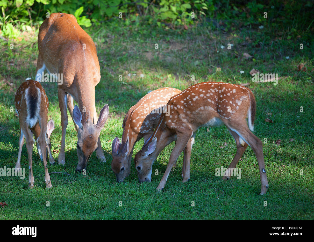 Whitetailed fawns hi-res stock photography and images - Alamy