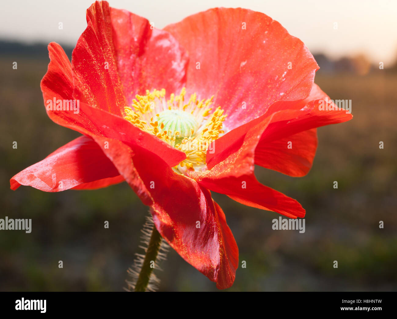Poppy flower that stands out as the sun is setting Stock Photo - Alamy