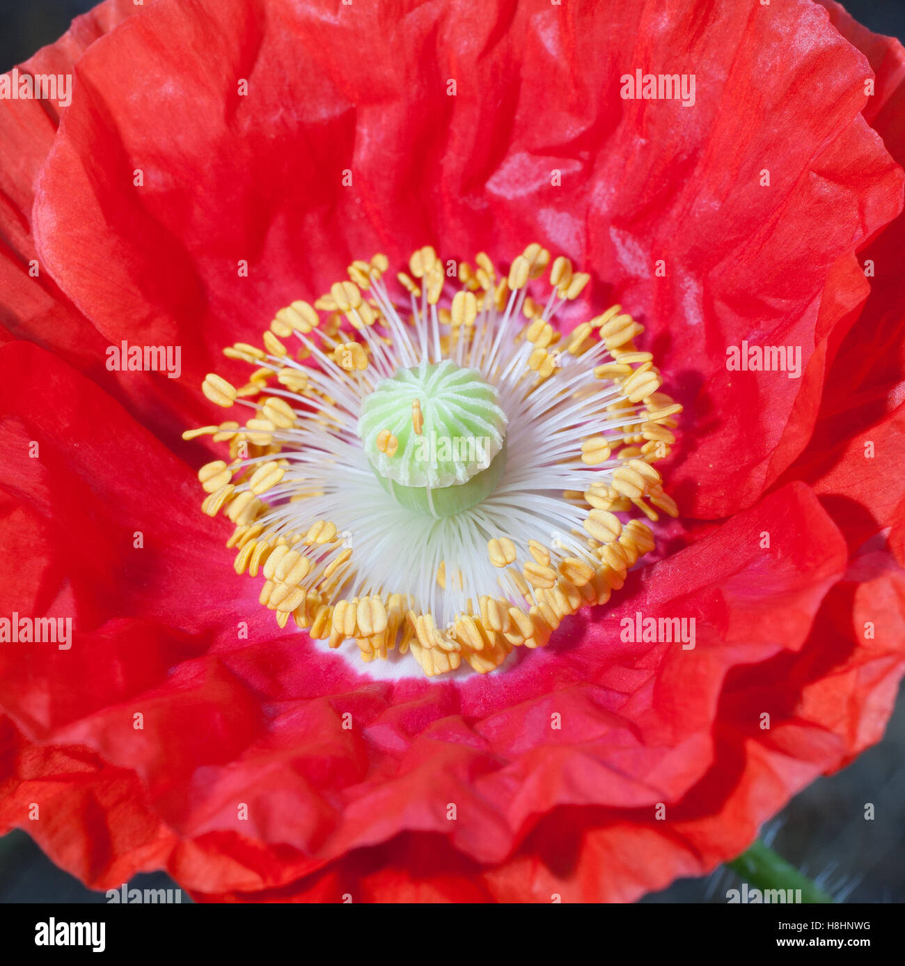 Widely open red poppy bloom ready to product pollen Stock Photo - Alamy