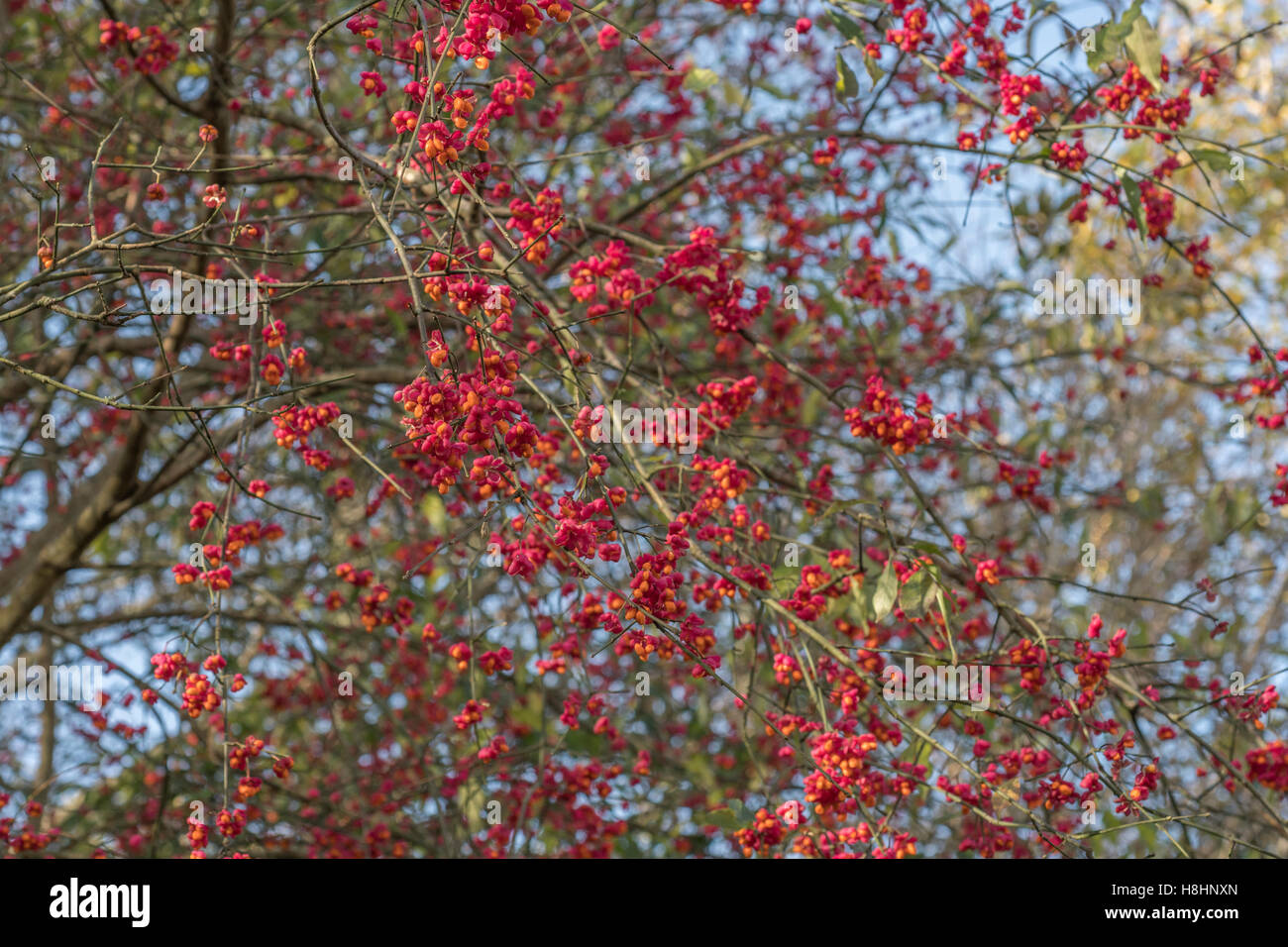Poisonous berries fruits of the Spindle Tree / Euonymus europaeus ...
