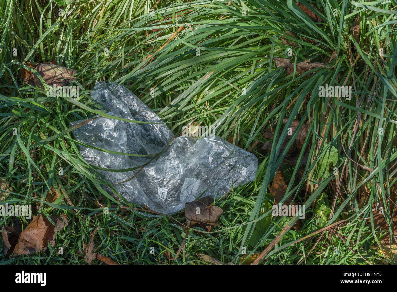 Discarded polythene / plastic bag seen in a country hedgerow. Plastic ...