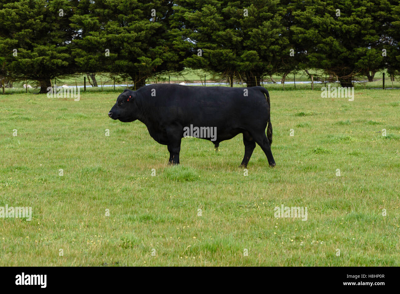 Angus bull hi-res stock photography and images - Alamy