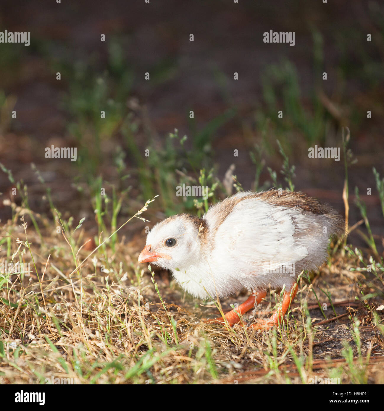 Wings ranging hi-res stock photography and images - Alamy