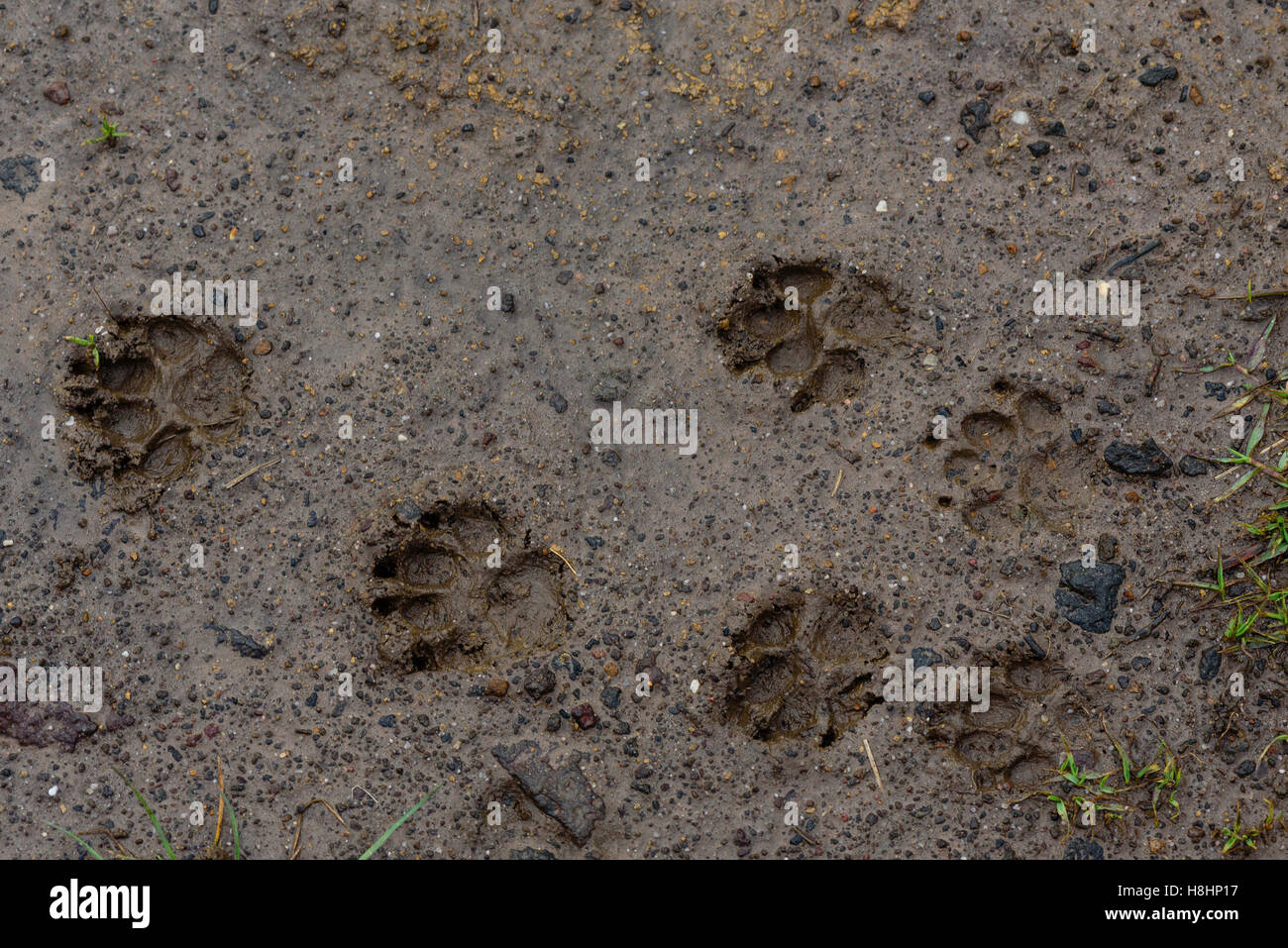 paw prints in the mud Stock Photo - Alamy