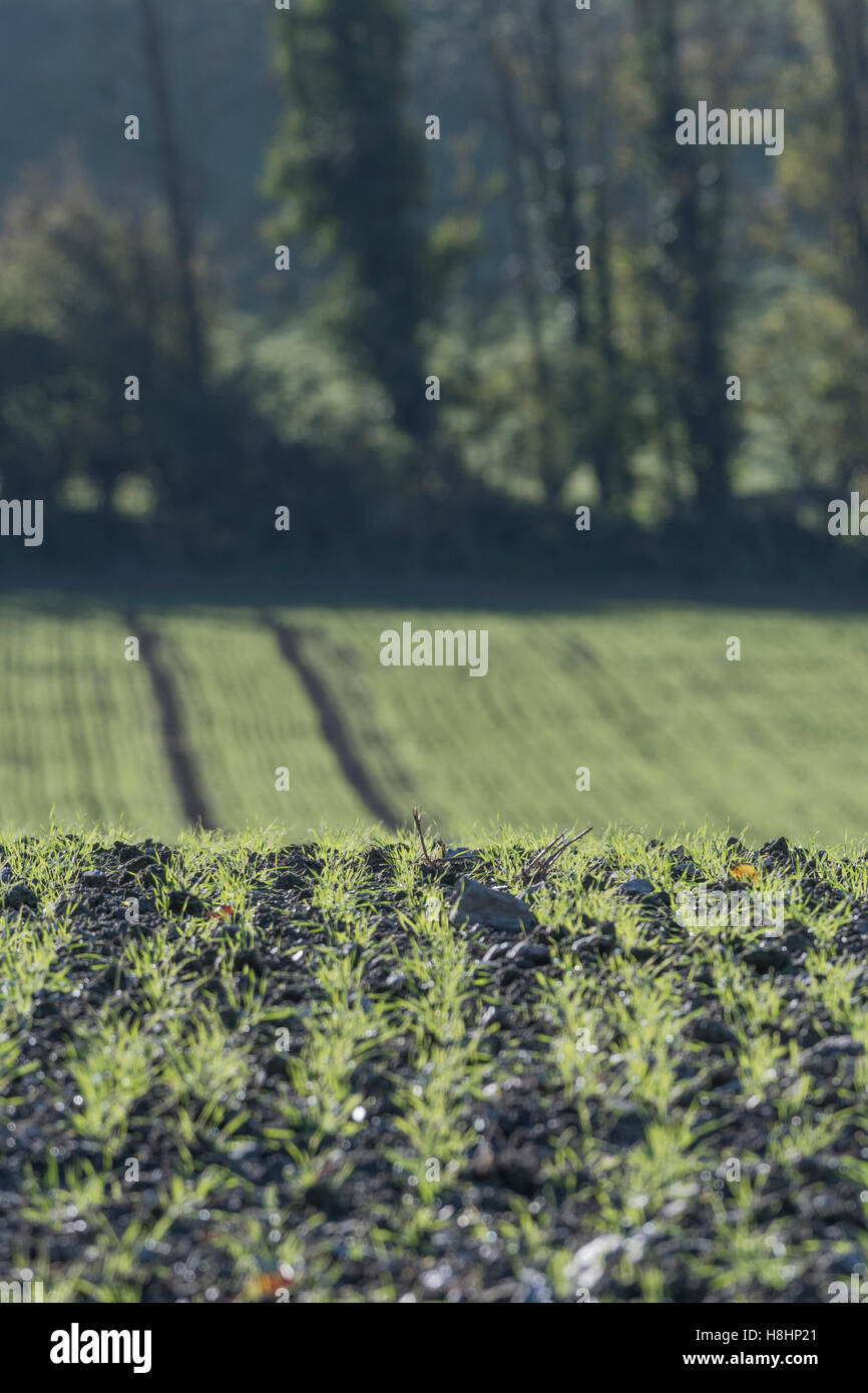 Field crop pattern hi-res stock photography and images - Alamy