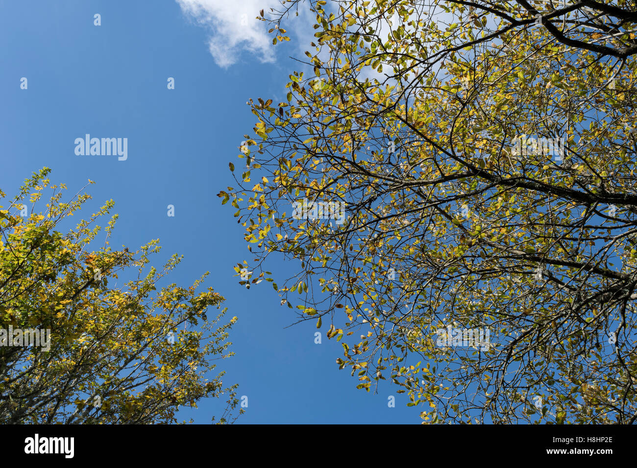 Wide angle [20mm] shot looking skywards at autumnal tree branches Stock ...