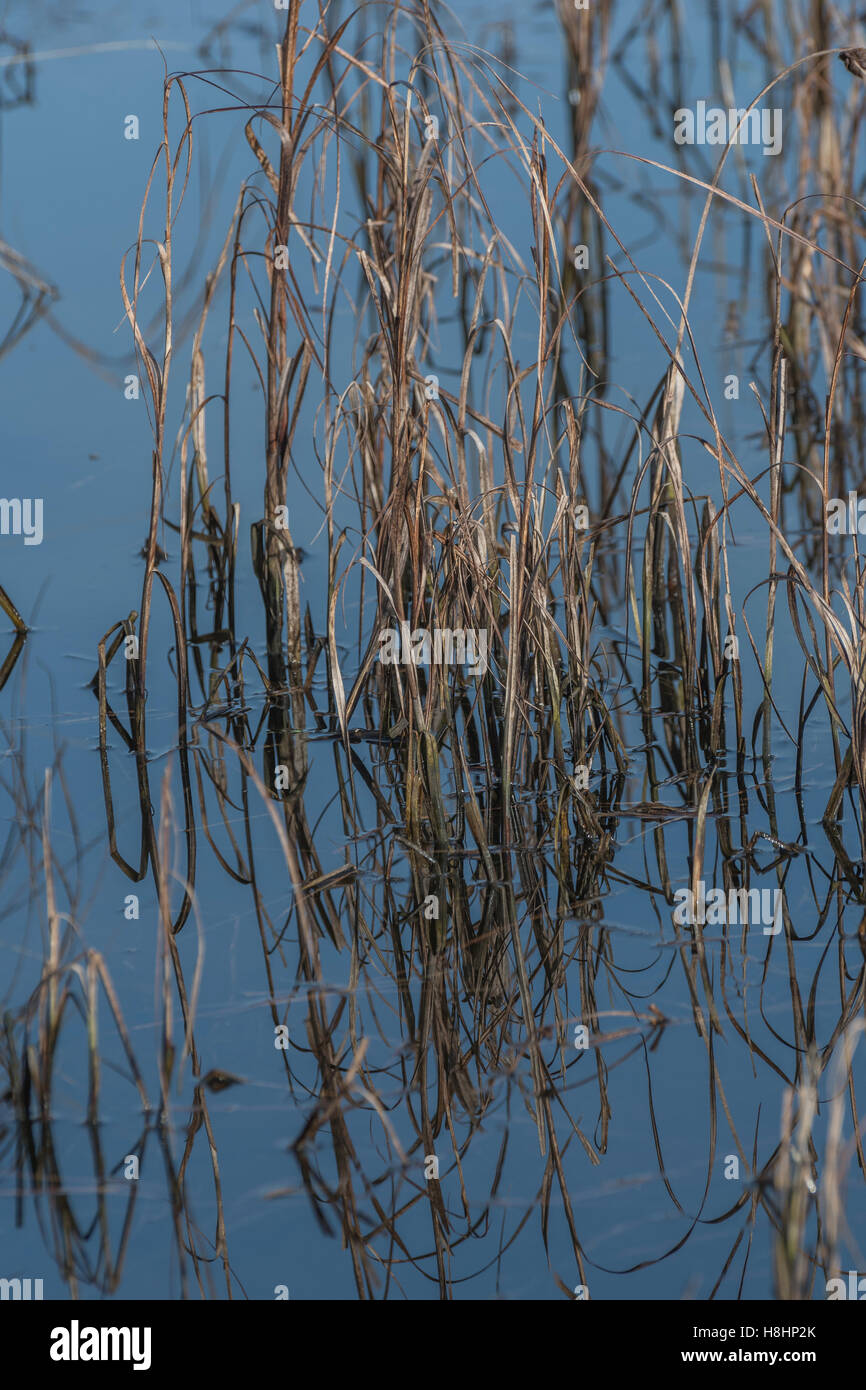 Autumn time reeds decaying in freshwater pond / pool Stock Photo - Alamy