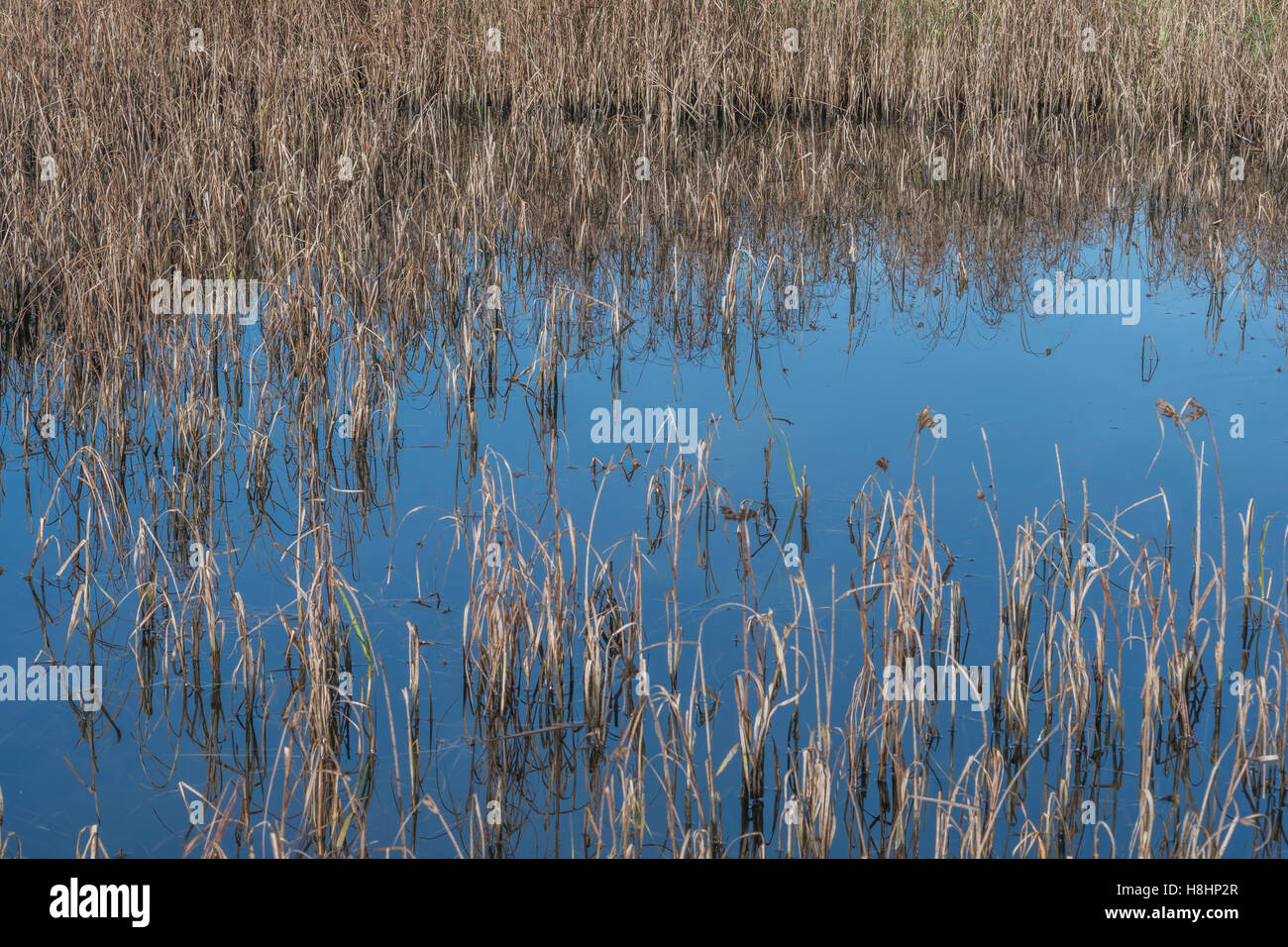 Freshwater swamp reeds hi-res stock photography and images - Alamy