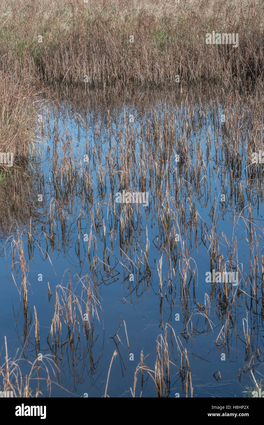 Freshwater swamp reeds hi-res stock photography and images - Alamy