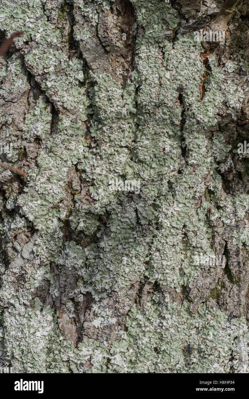 Bark of Lime Tree / Tilia sp. Bark texture background. Tree bark close ...