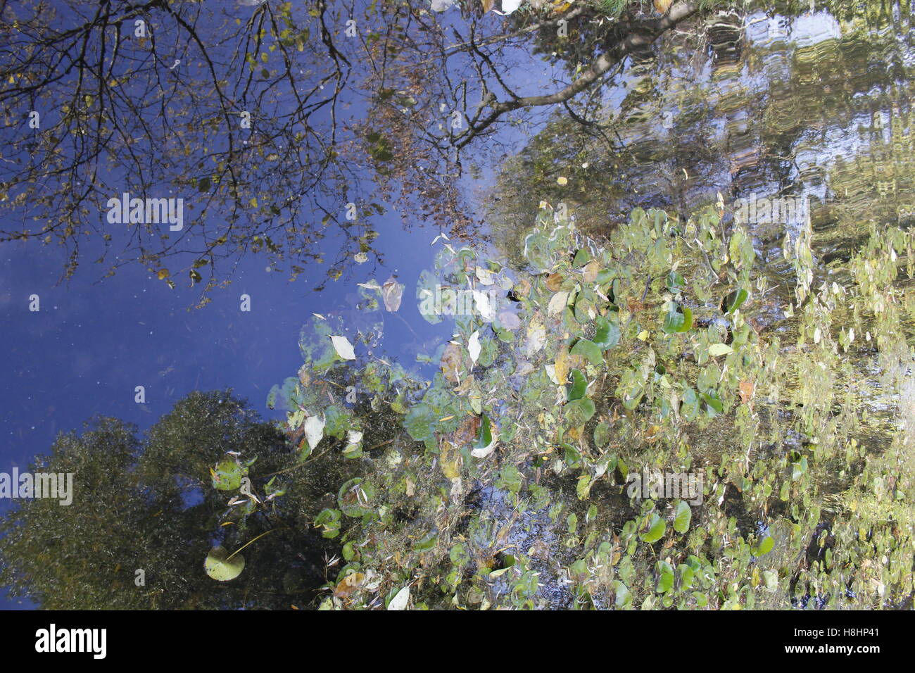 Lily Pads in a pond, Roath Park arboretum, Cardiff Stock Photo - Alamy