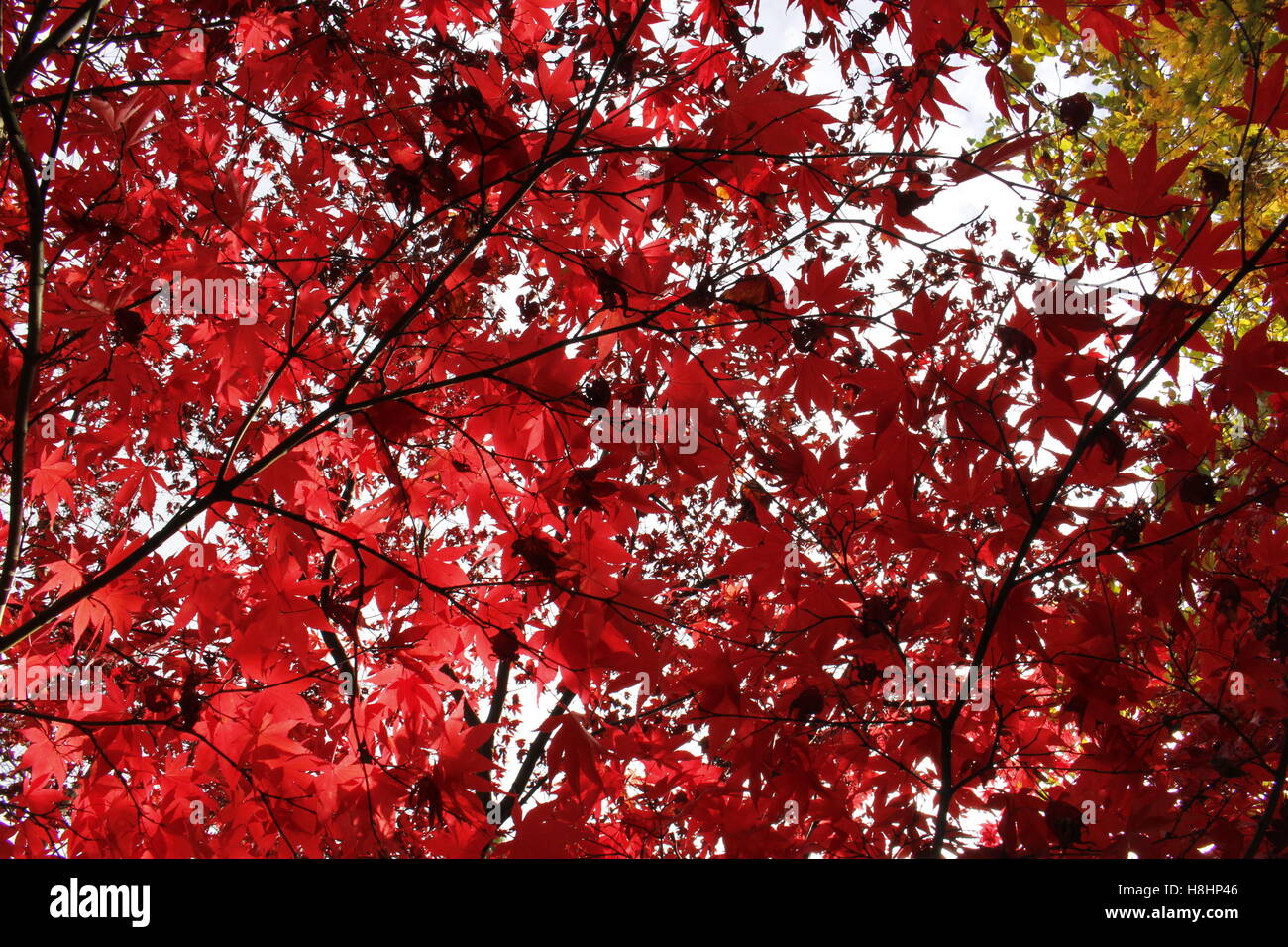 Beautiful red autumn / fall leaves of an Acer tree in a park, Wales ...