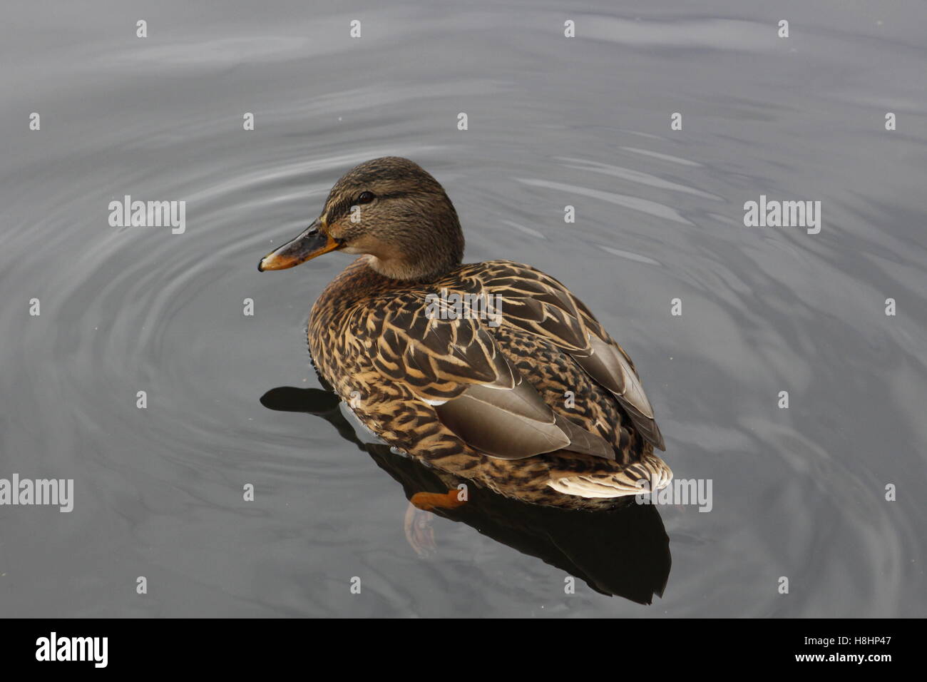 Female duck floating on the water, Roath Park arboretum, Cardiff Stock ...