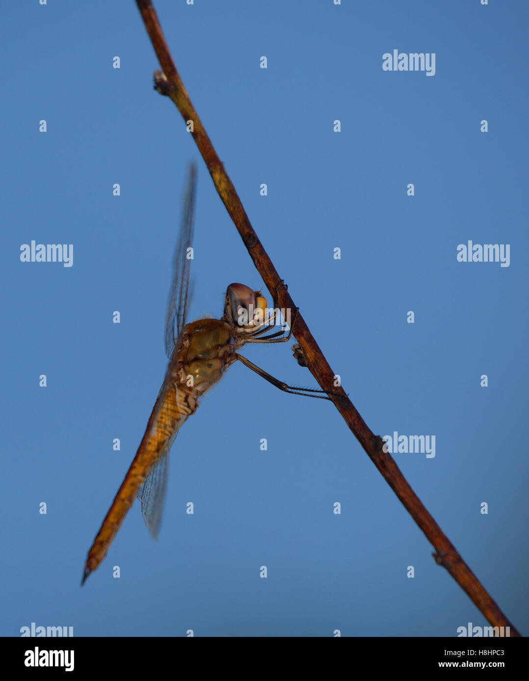 Dragonfly climbing hi-res stock photography and images - Alamy