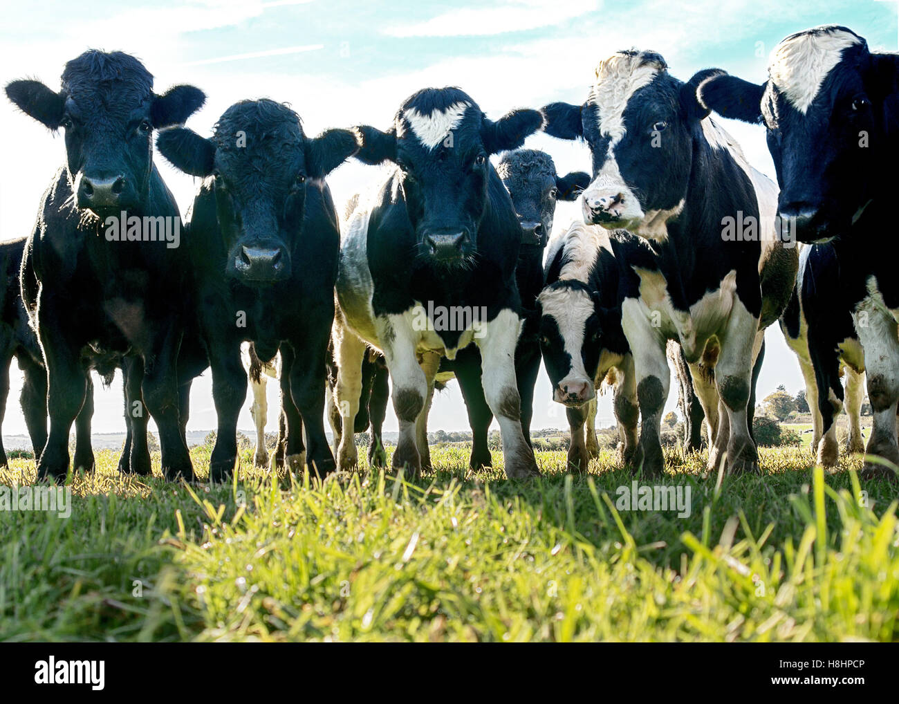 Cows at ground level hi-res stock photography and images - Alamy