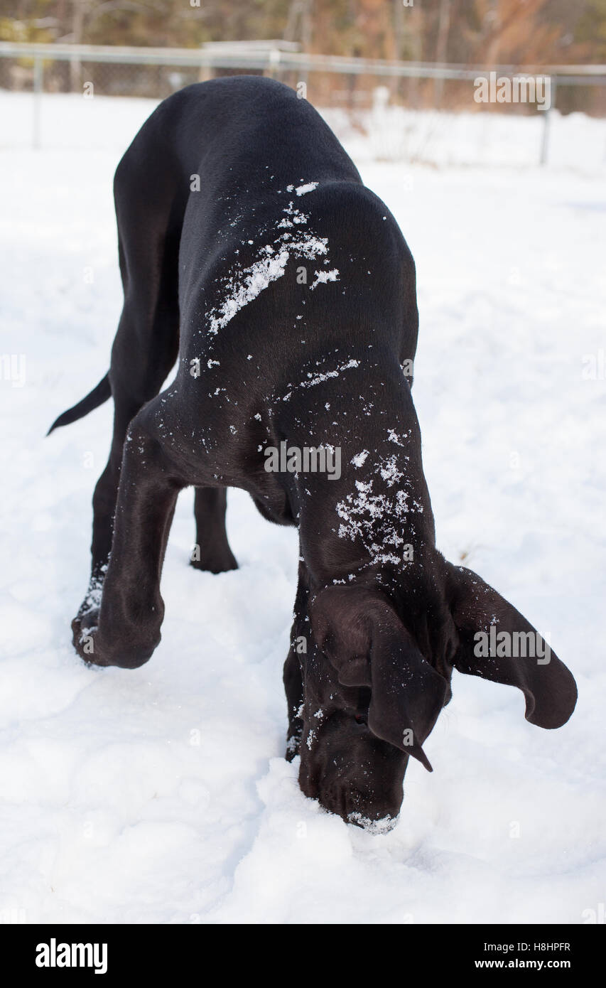 Young black great Dane with his nose in the snow Stock Photo - Alamy