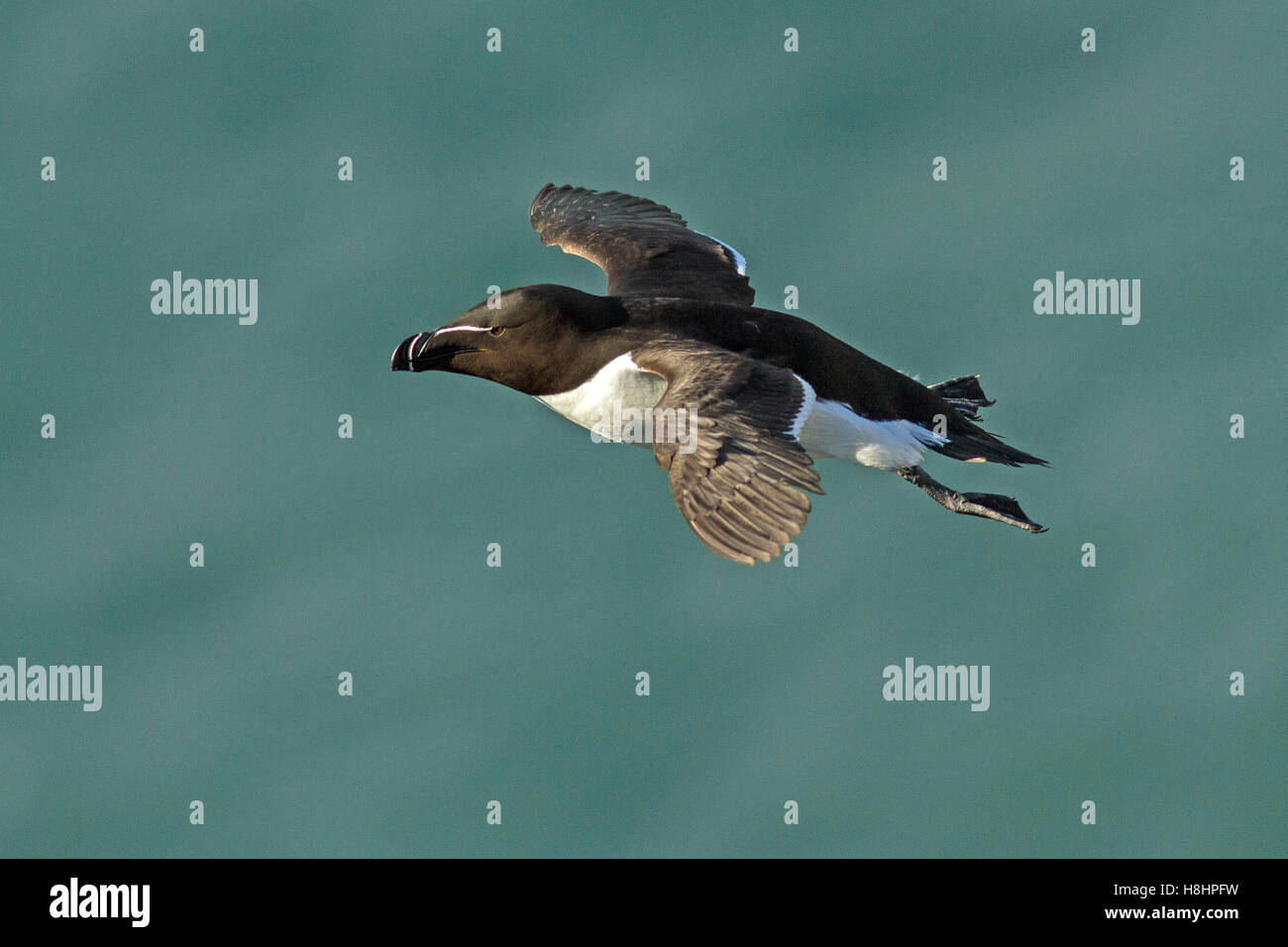 Razorbill in Flight Stock Photo - Alamy
