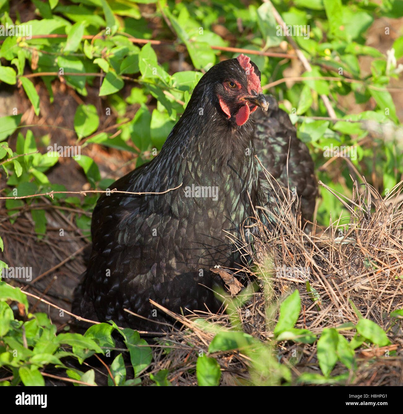 Black chicken that is behind some brush looking at something Stock ...