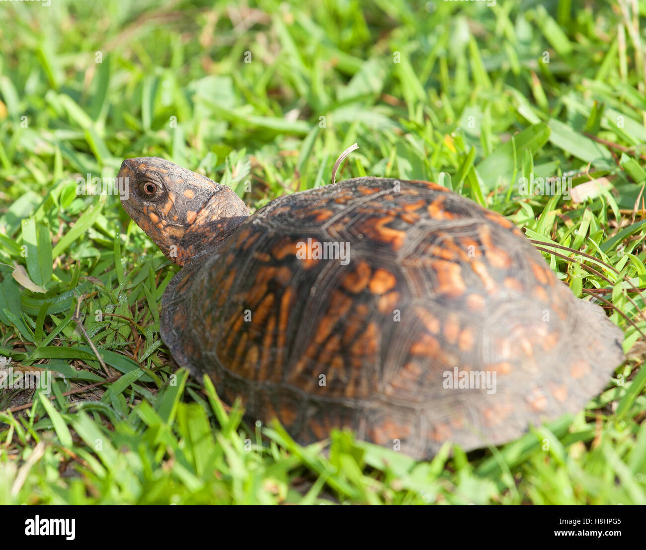 Turtle with its head out looking toward the back Stock Photo - Alamy