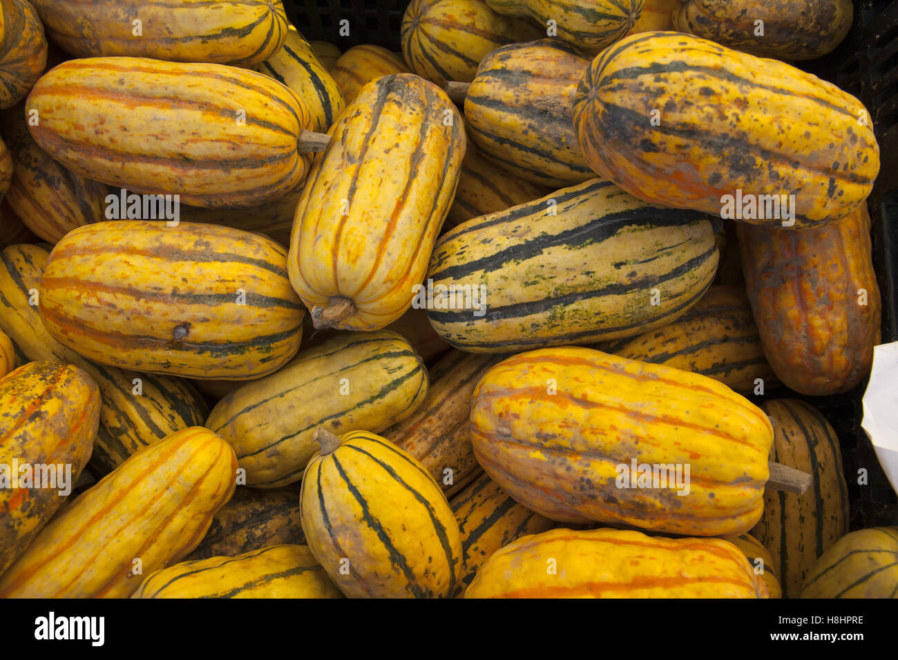 Delicata Squash, also known as Sweet potato squash is one of many ...