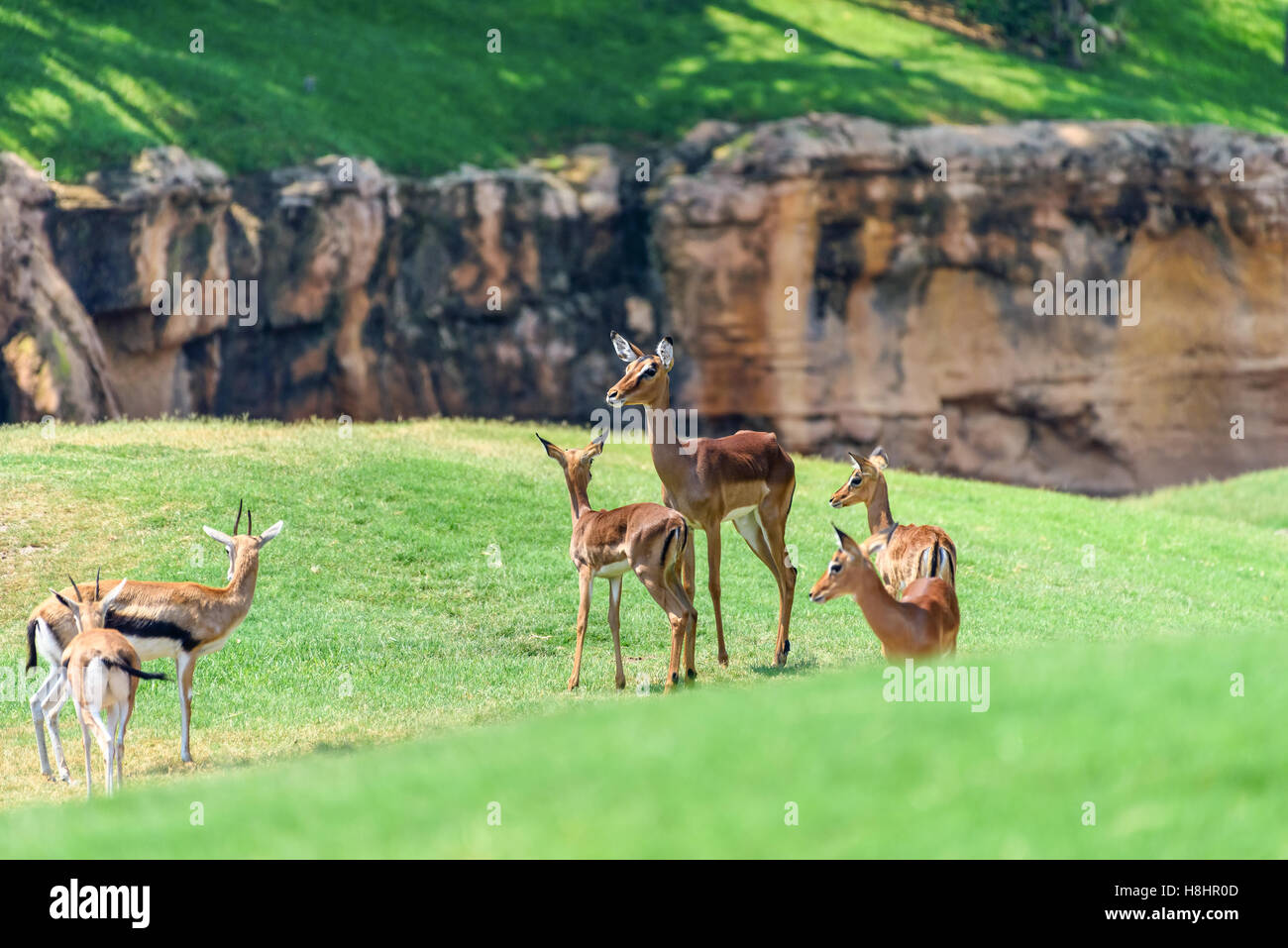 African Impala (Aepyceros Melampus) Antelope Stock Photo - Alamy