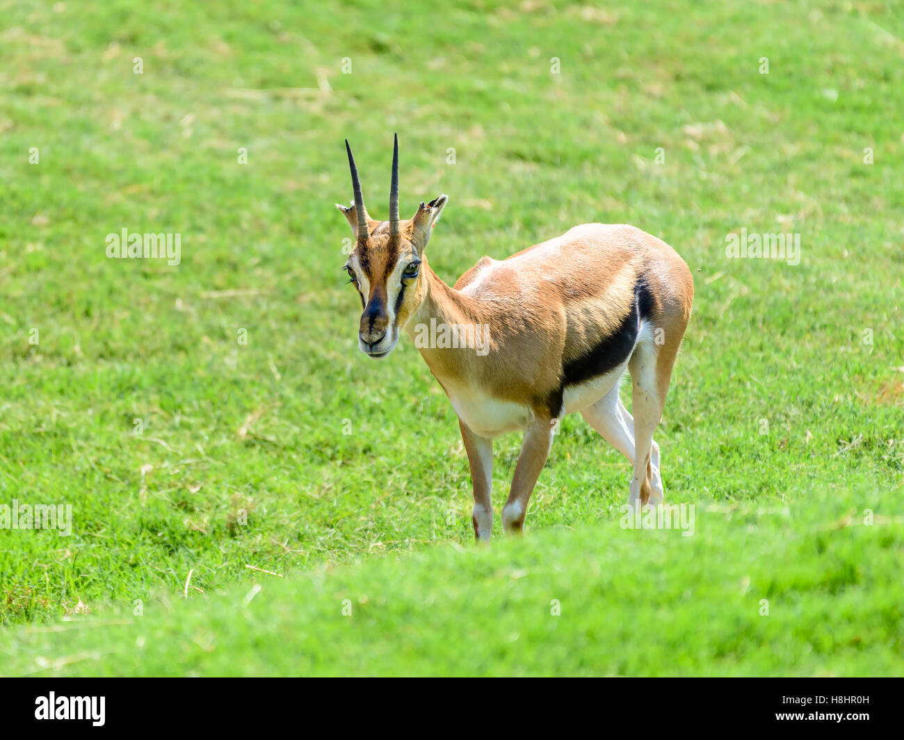 African Thomson's Gazelle (Eudorcas Thomsonii Stock Photo - Alamy