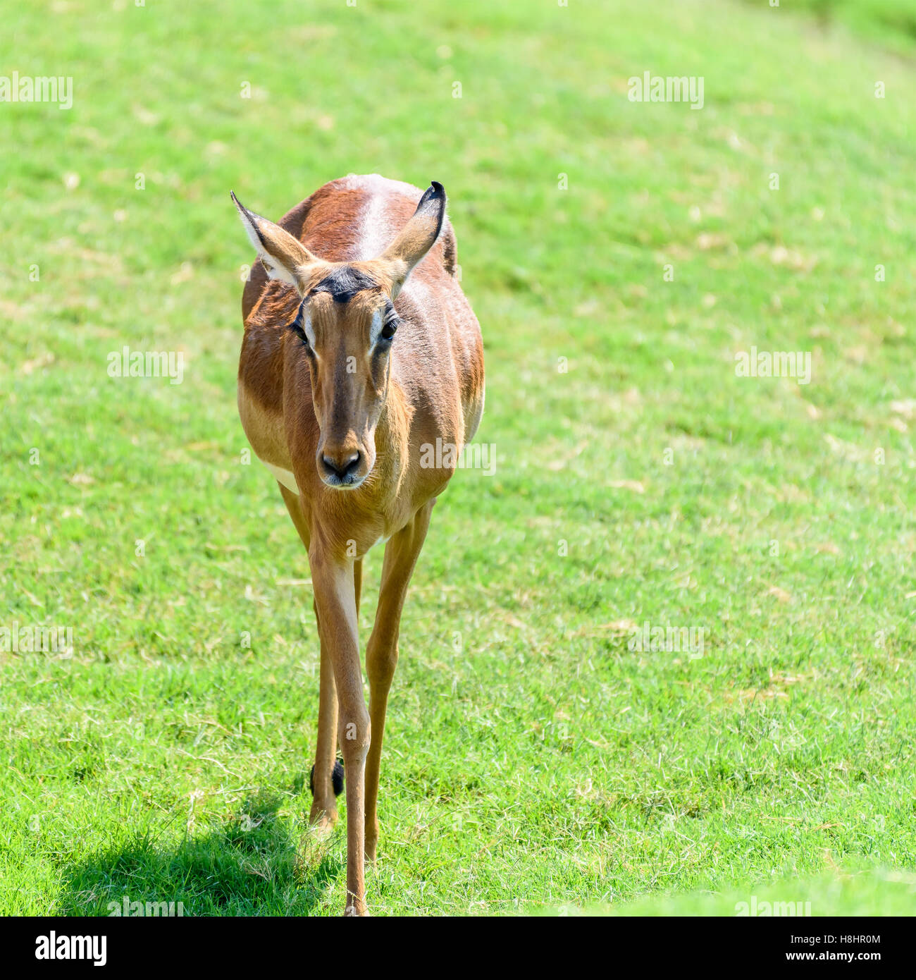 African impala hi-res stock photography and images - Alamy