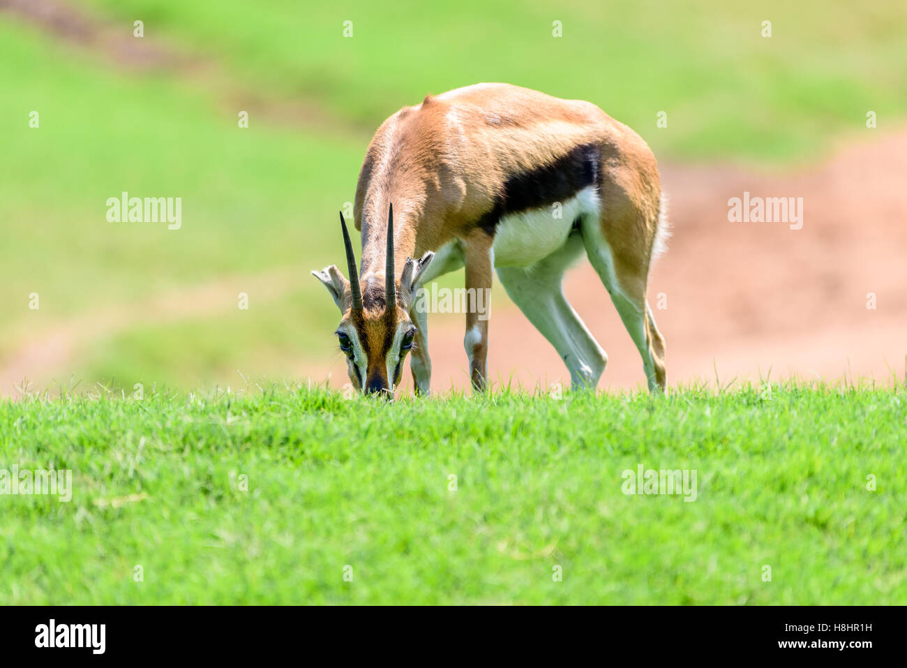 African Thomson's Gazelle (Eudorcas Thomsonii Stock Photo - Alamy
