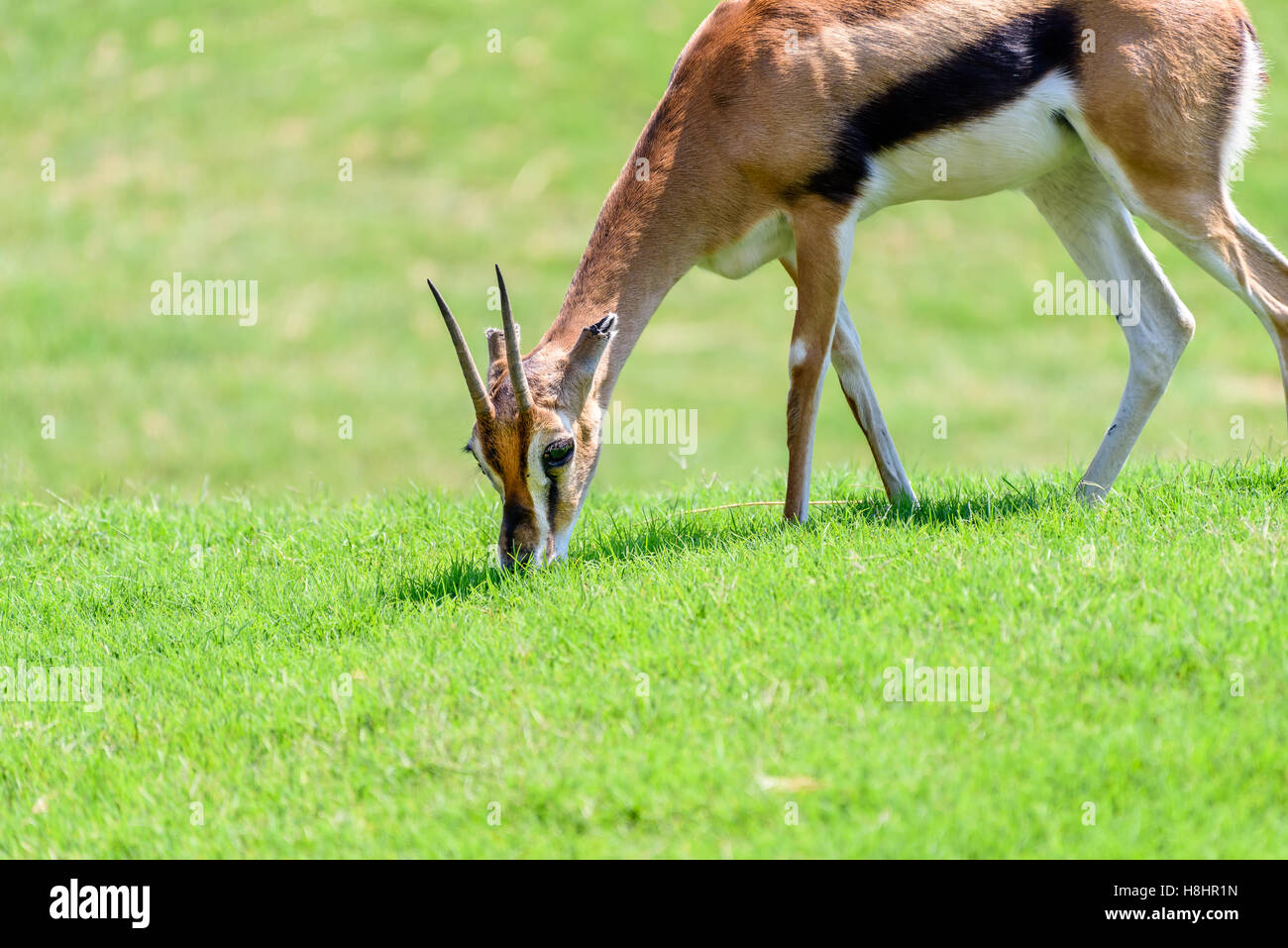 African Thomson's Gazelle (Eudorcas Thomsonii Stock Photo - Alamy