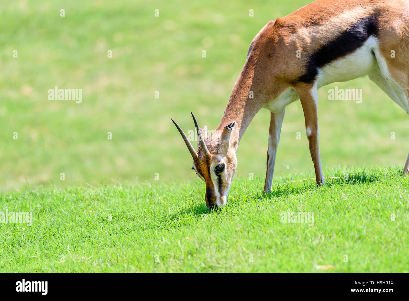 African Thomson's Gazelle (Eudorcas Thomsonii Stock Photo - Alamy