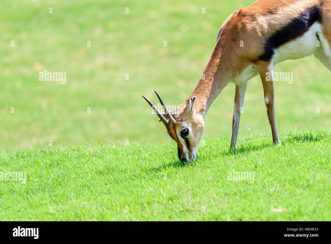 African Thomson's Gazelle (Eudorcas Thomsonii Stock Photo - Alamy