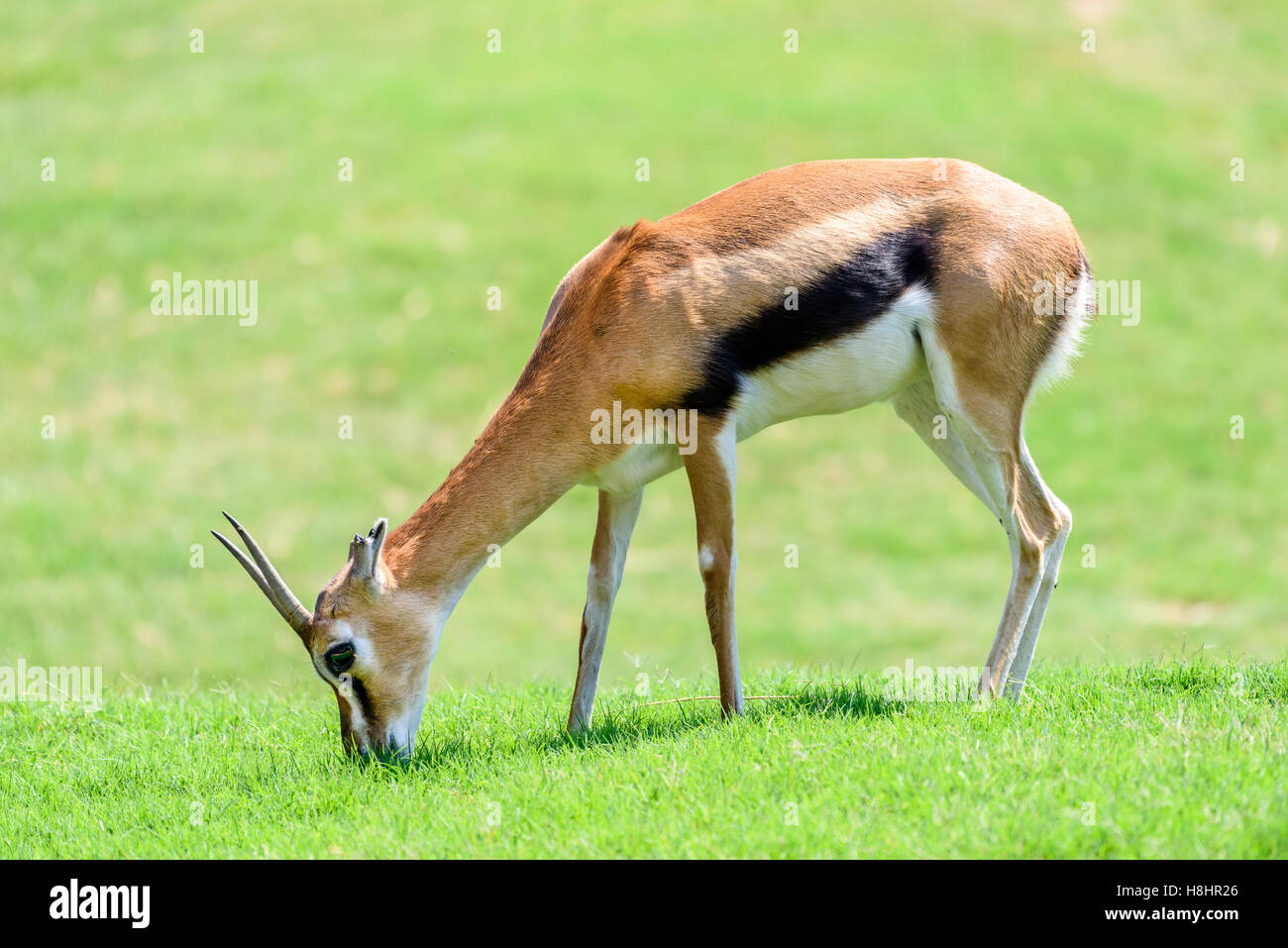 African Thomson's Gazelle (Eudorcas Thomsonii Stock Photo - Alamy