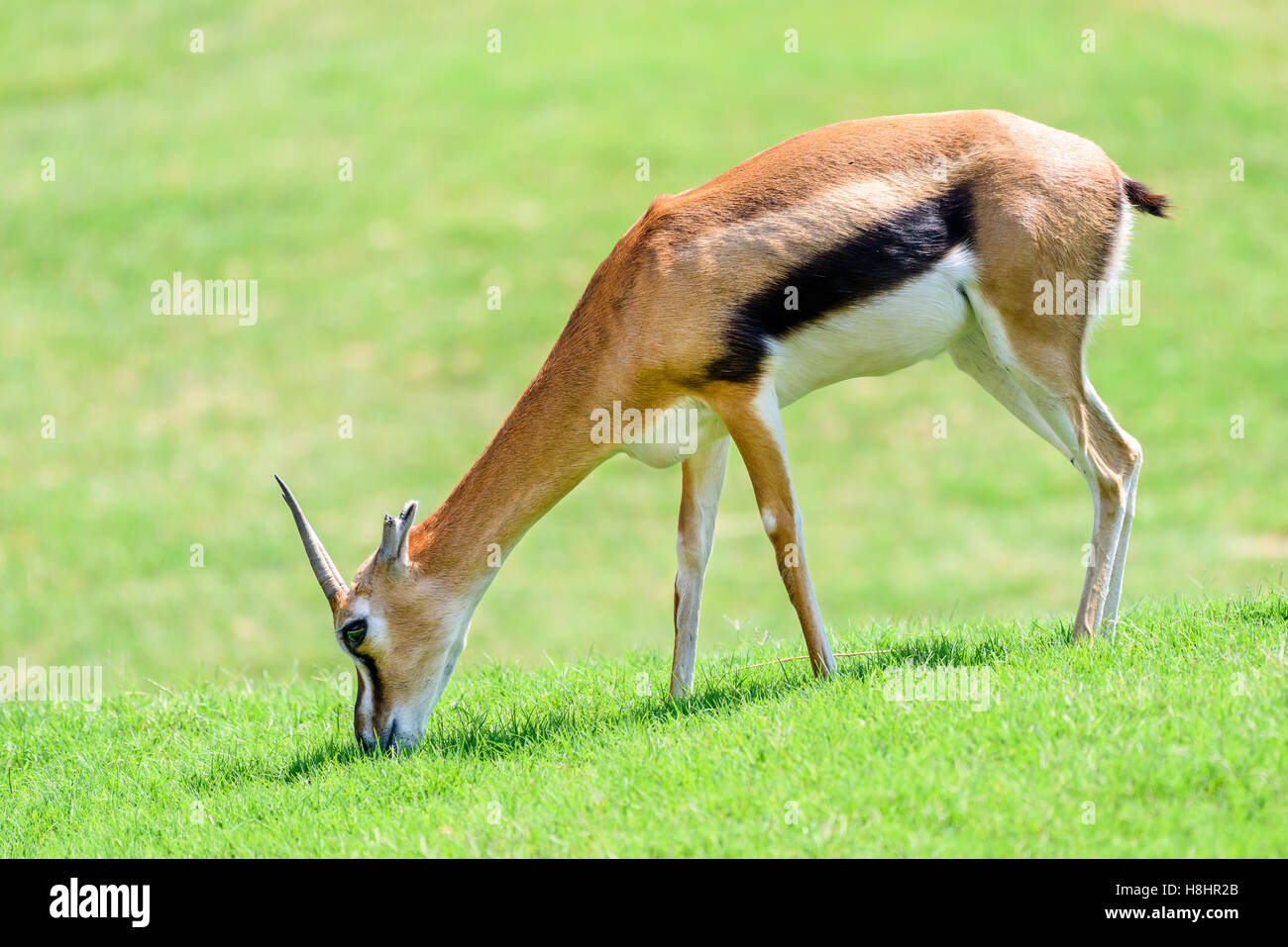 African Thomson's Gazelle (Eudorcas Thomsonii Stock Photo - Alamy