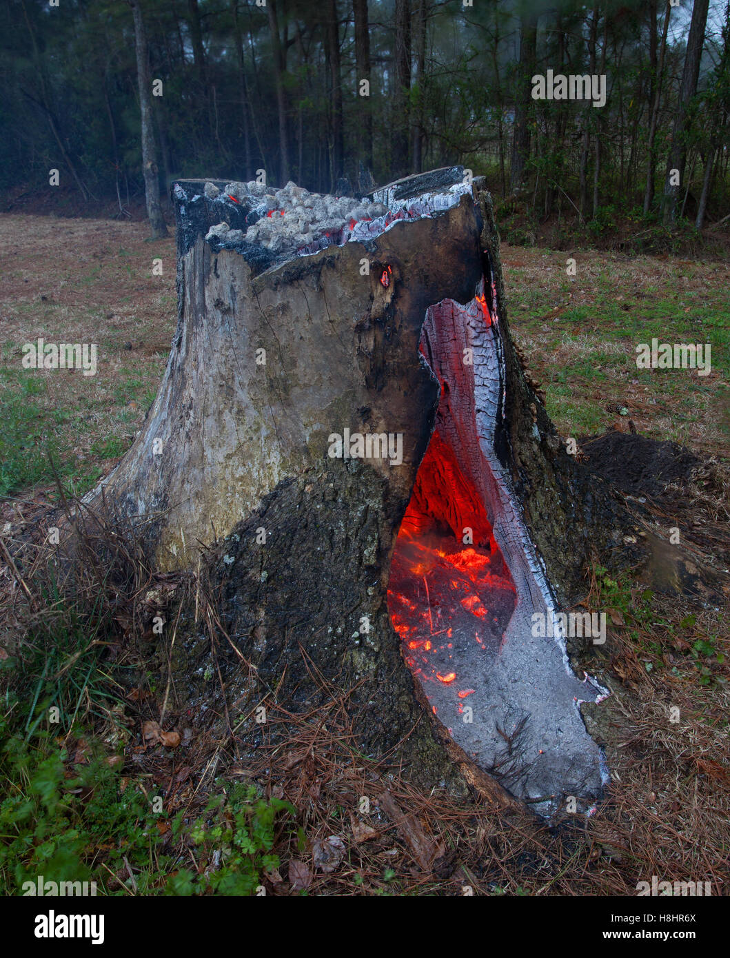 Hollow tree stump with hole coals smoldering in the middle Stock Photo ...