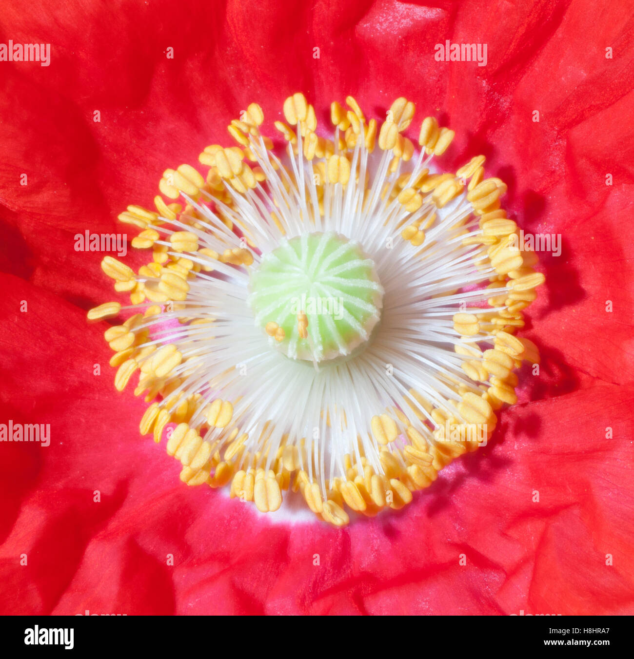 Red Poppy Flower Yellow Center High Resolution Stock Photography and ...