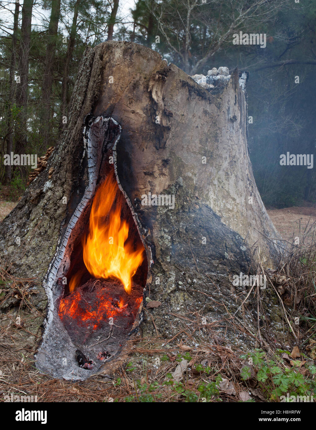 Hollow pine tree stump with a fire inside Stock Photo - Alamy