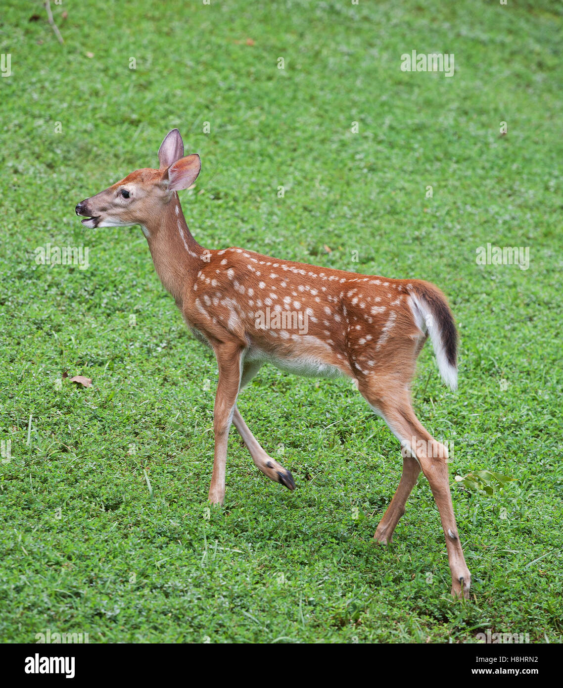 Whitetail deer fawn that is walking away from the camera Stock Photo ...