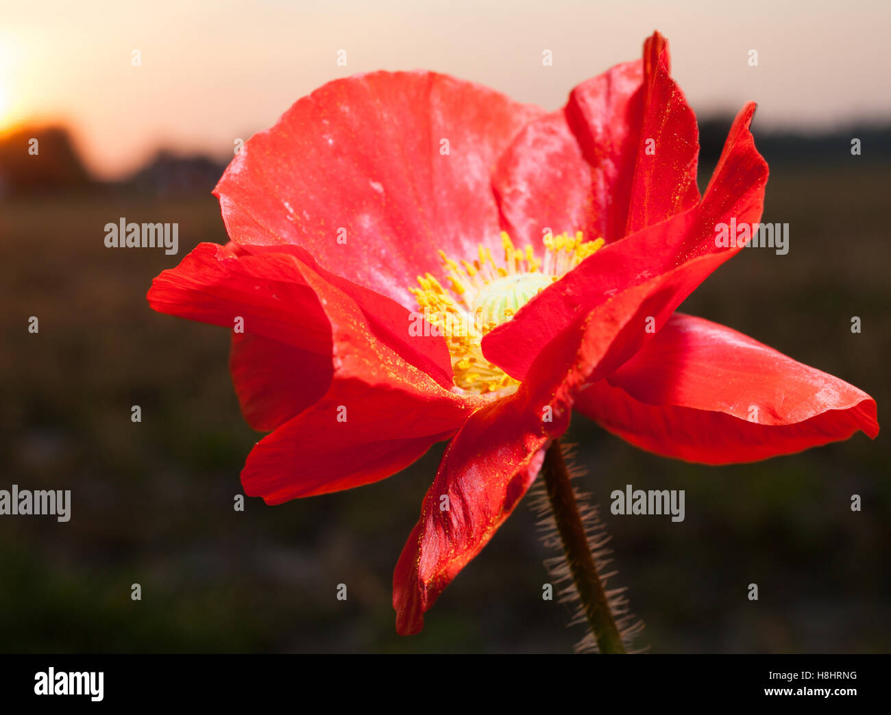Red poppy in bloom as the sun is setting behind Stock Photo - Alamy