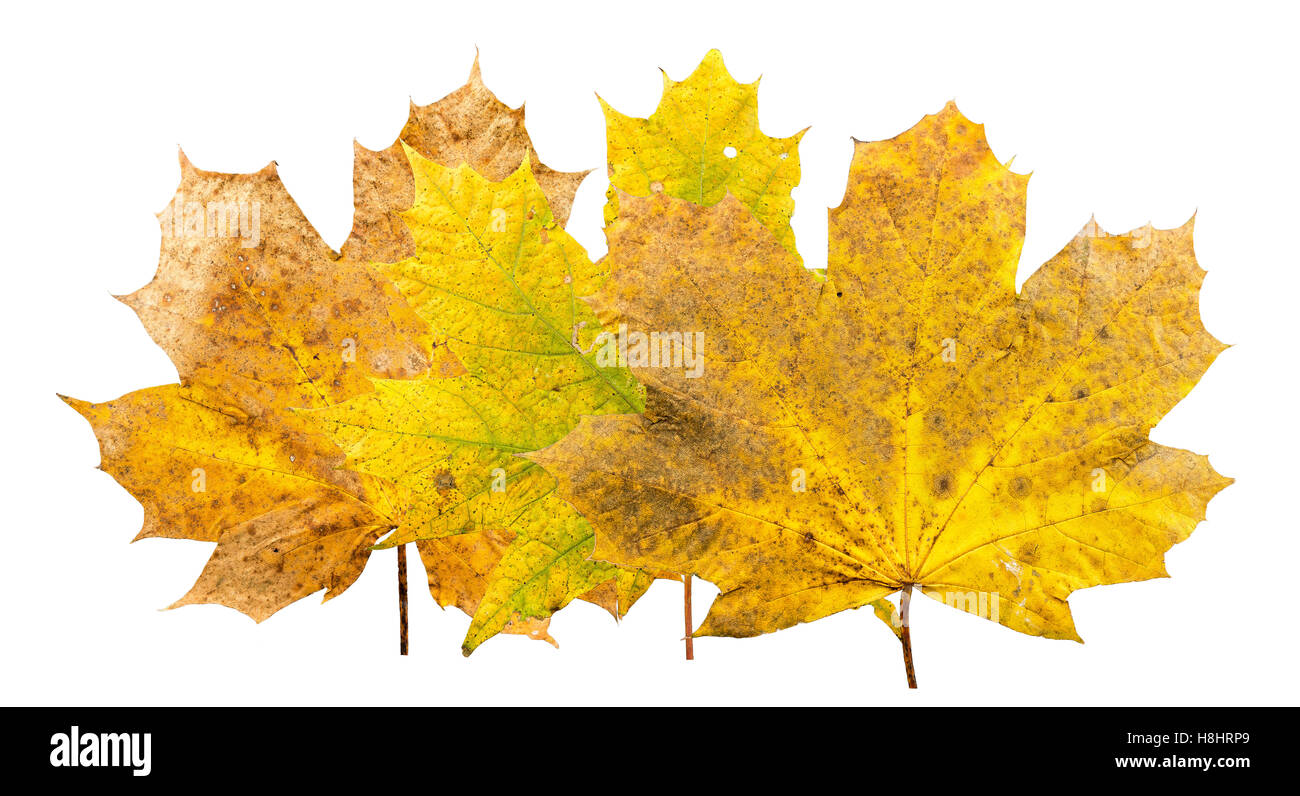 Group of three maple leaves in different stades of withering overlay ...