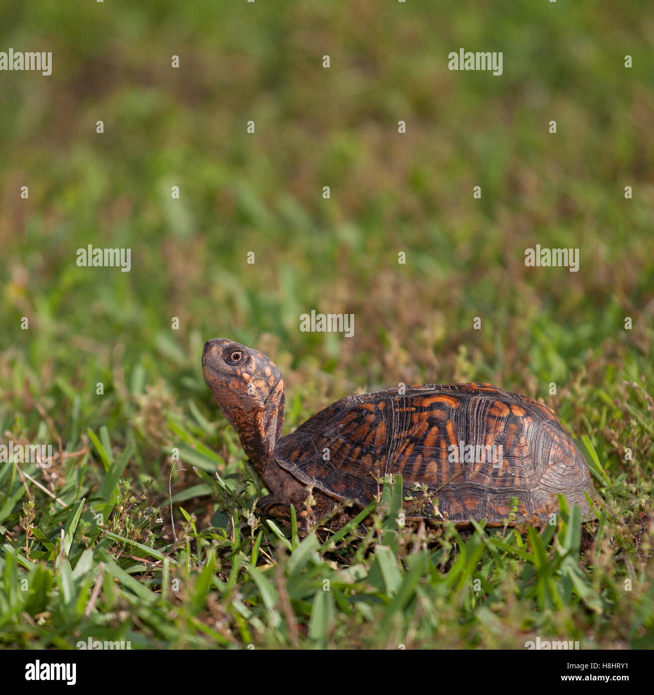 Turtle looking around hi-res stock photography and images - Alamy