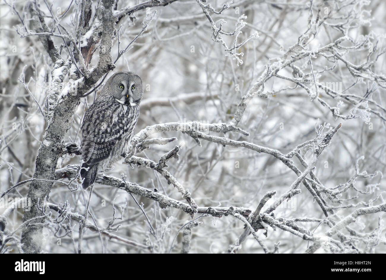 Great Grey Owl in winter Stock Photo - Alamy
