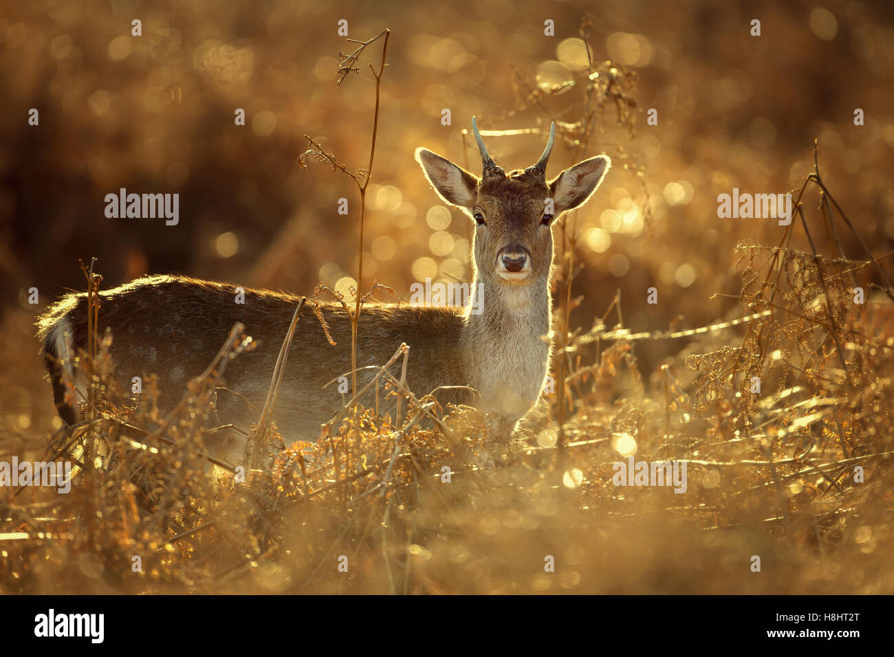 Young Fallow Deer buck in golden light Stock Photo - Alamy
