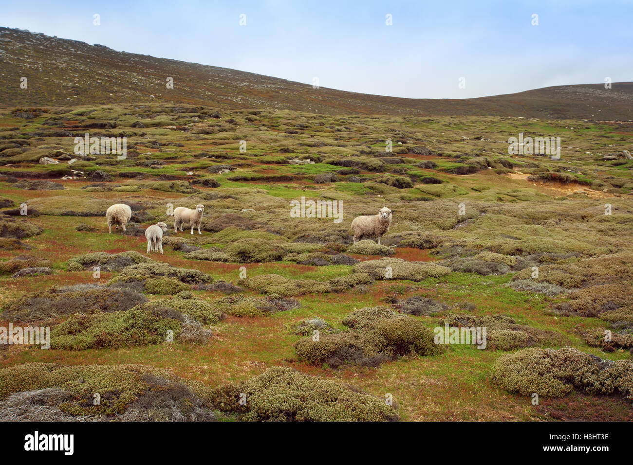 Falklands sheep hi-res stock photography and images - Alamy